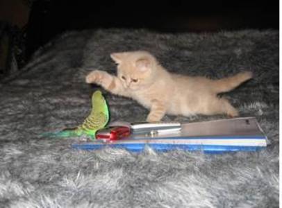 Friendship of Kitten and Parrot